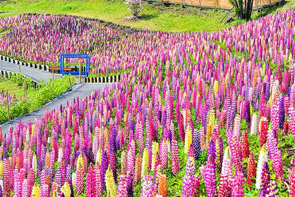 Lupin Spring Hill Festival - Nearby Tokyo